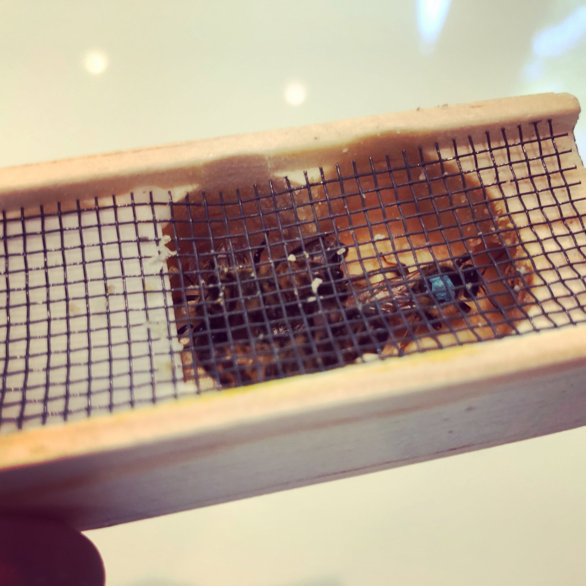 Urban Beekeeping in Austin, Texas | Starting a hive in Austin, TX
