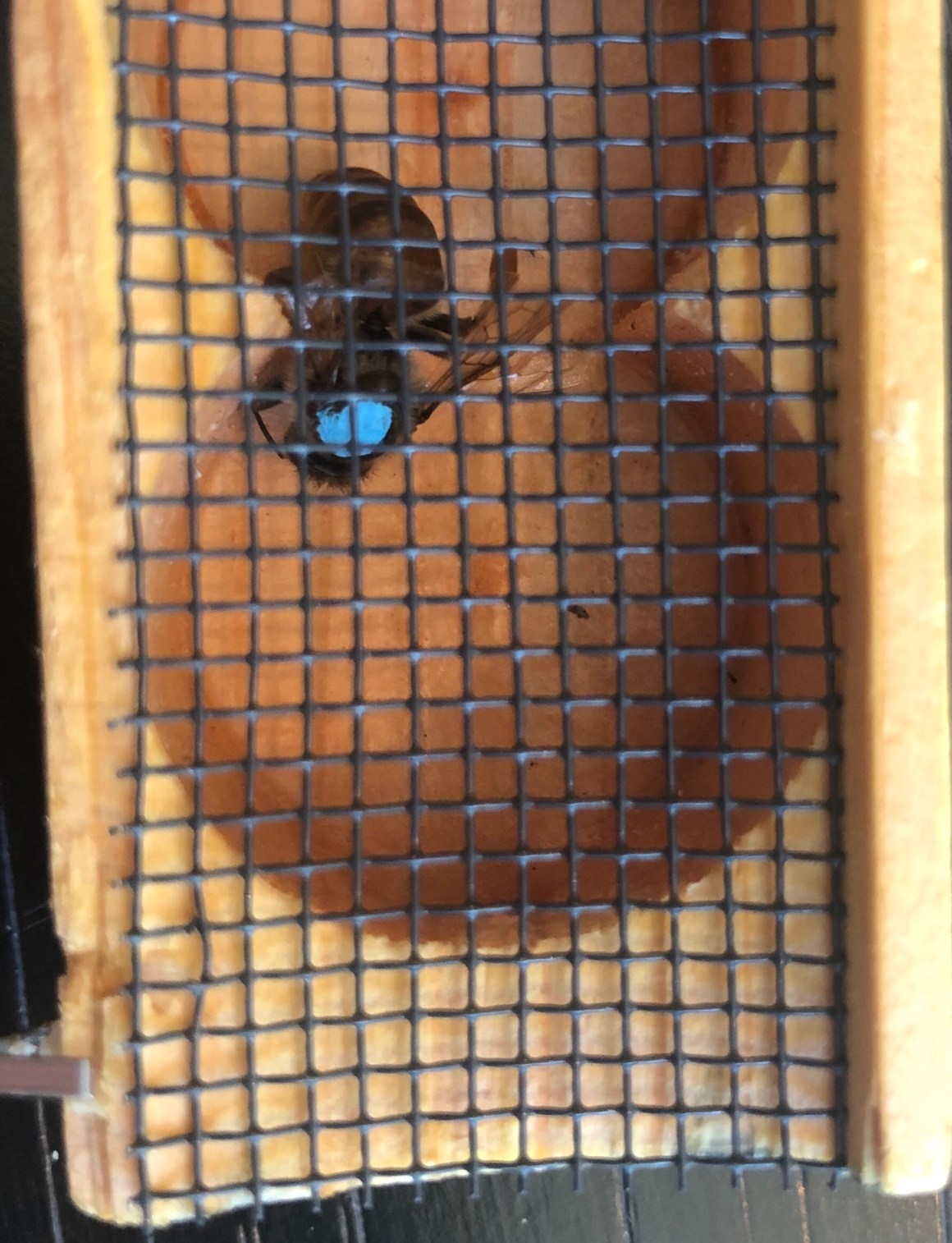 Urban Beekeeping in Austin, Texas | Starting a hive in Austin, TX